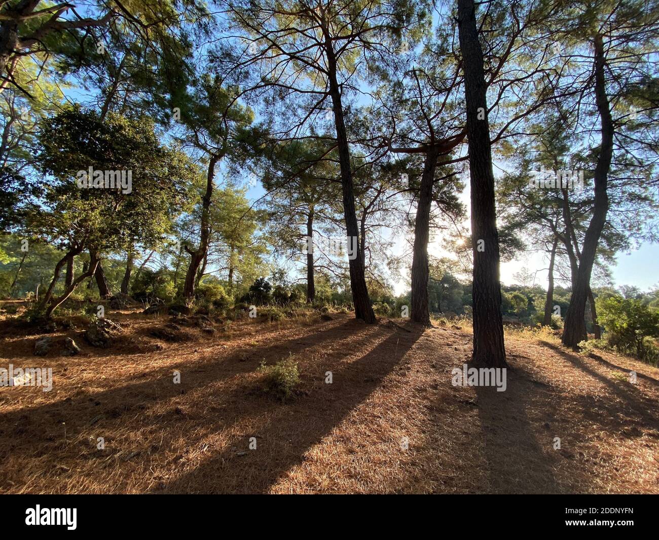 Tall fully grown healthy trees in a forest with bright green leaves and ...