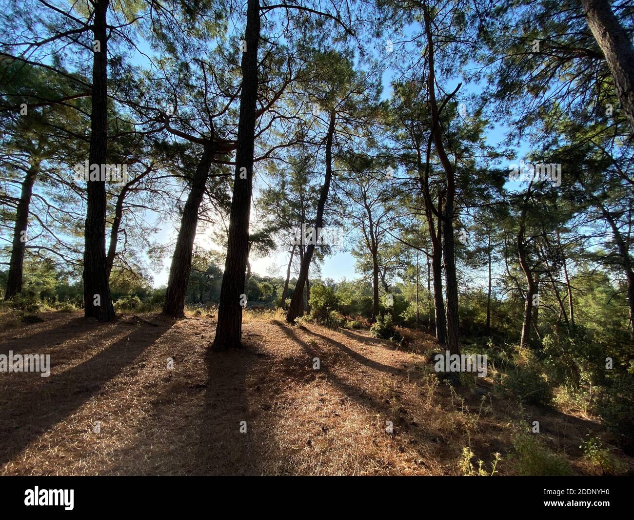 Tall fully grown healthy trees in a forest with bright green leaves and ...