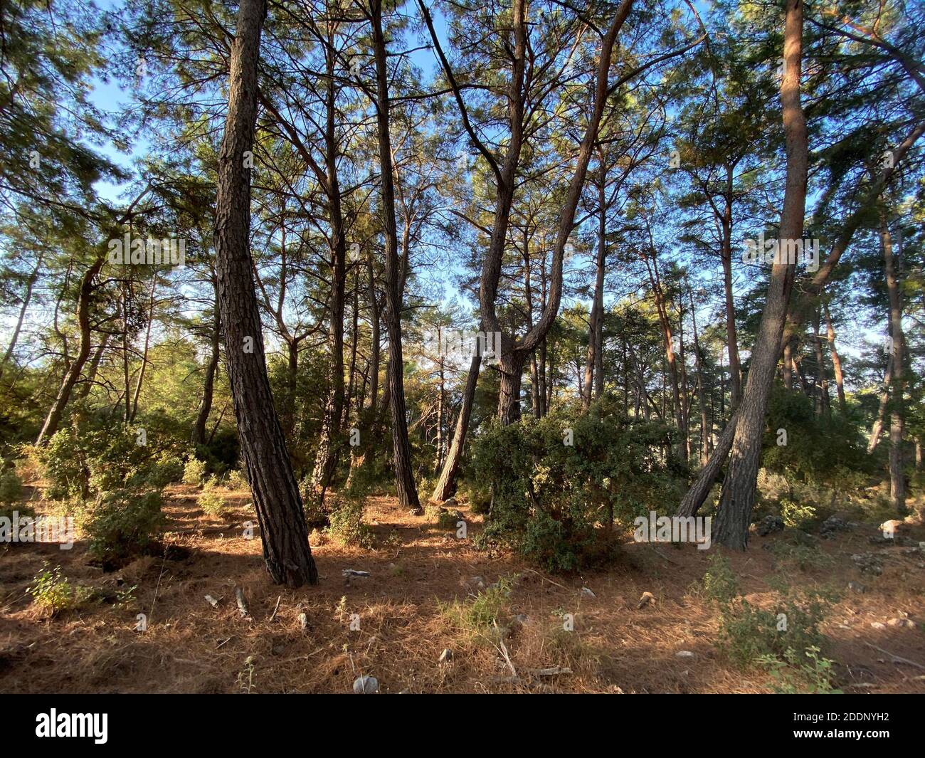 Tall fully grown healthy trees in a forest with bright green leaves and ...