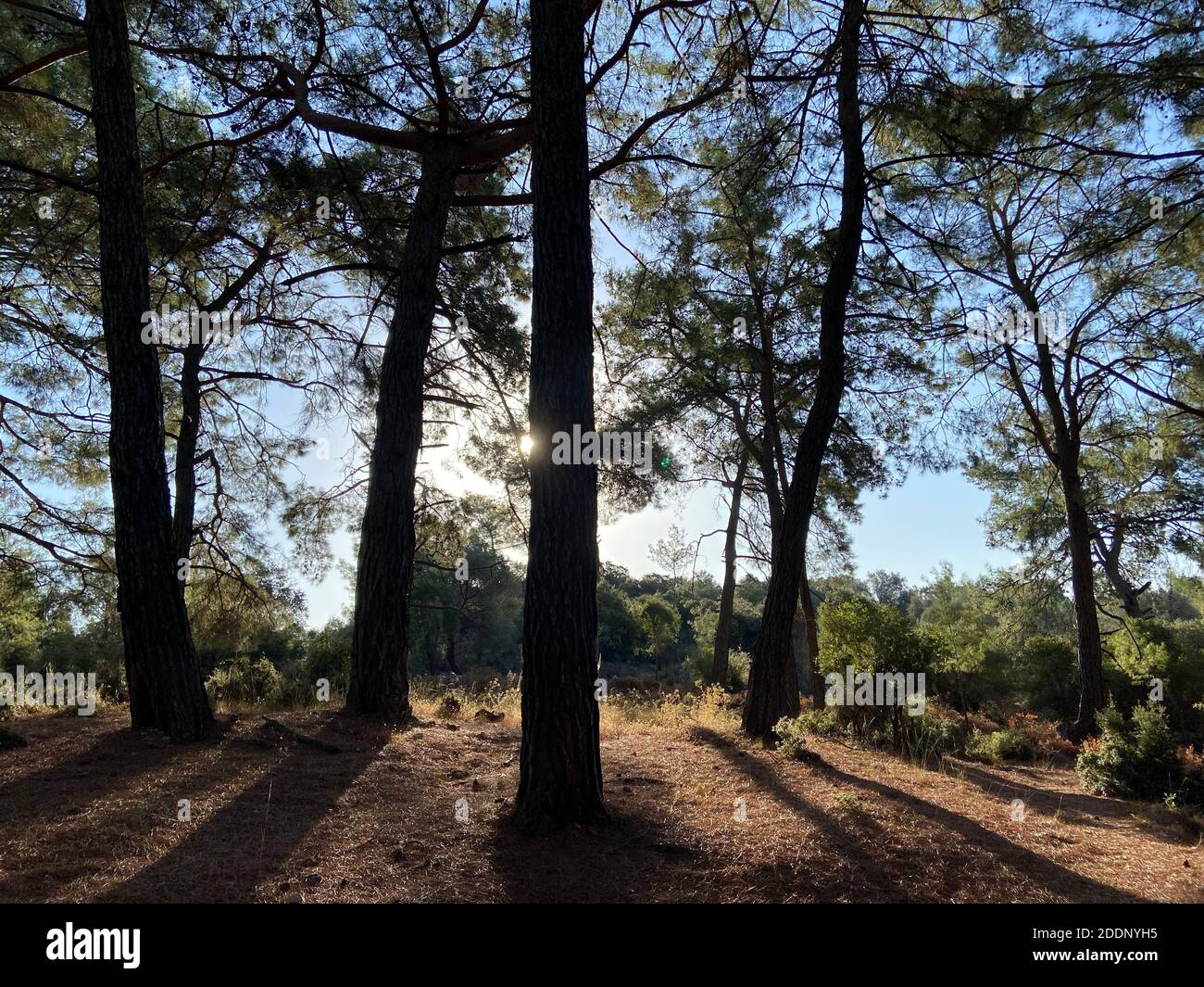 Tall fully grown healthy trees in a forest with bright green leaves and ...