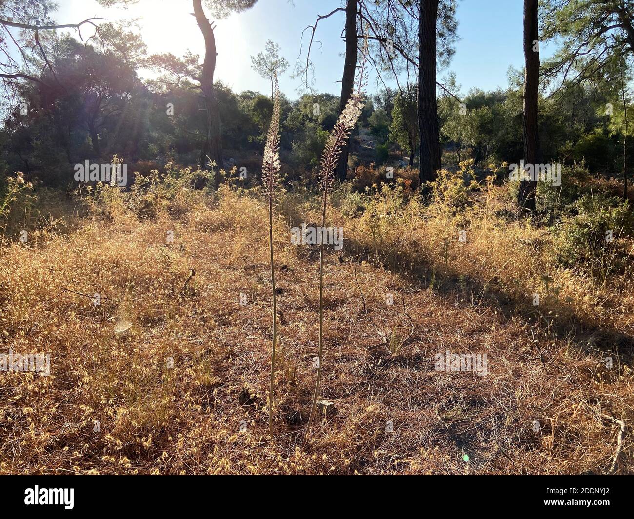 Tall fully grown healthy trees in a forest with bright green leaves and ...