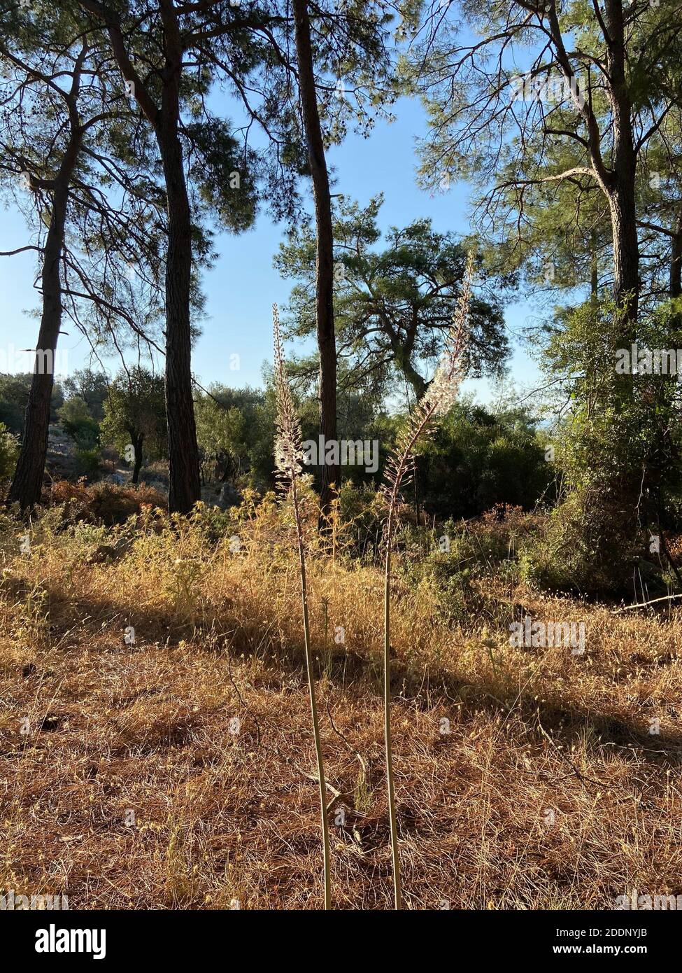 Tall fully grown healthy trees in a forest with bright green leaves and ...