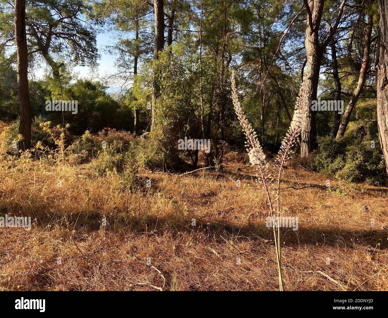 Tall fully grown healthy trees in a forest with bright green leaves and ...