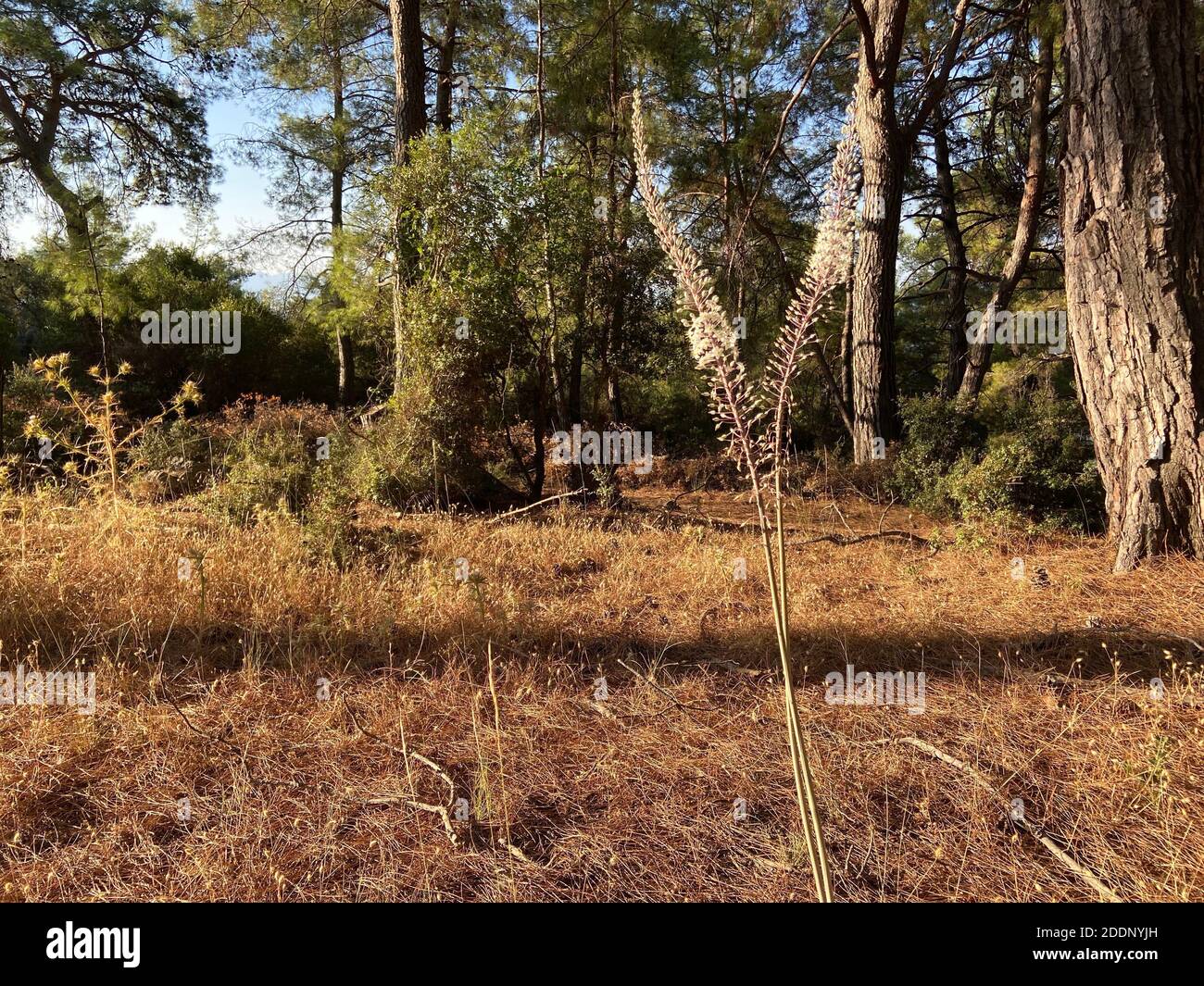 Tall fully grown healthy trees in a forest with bright green leaves and ...