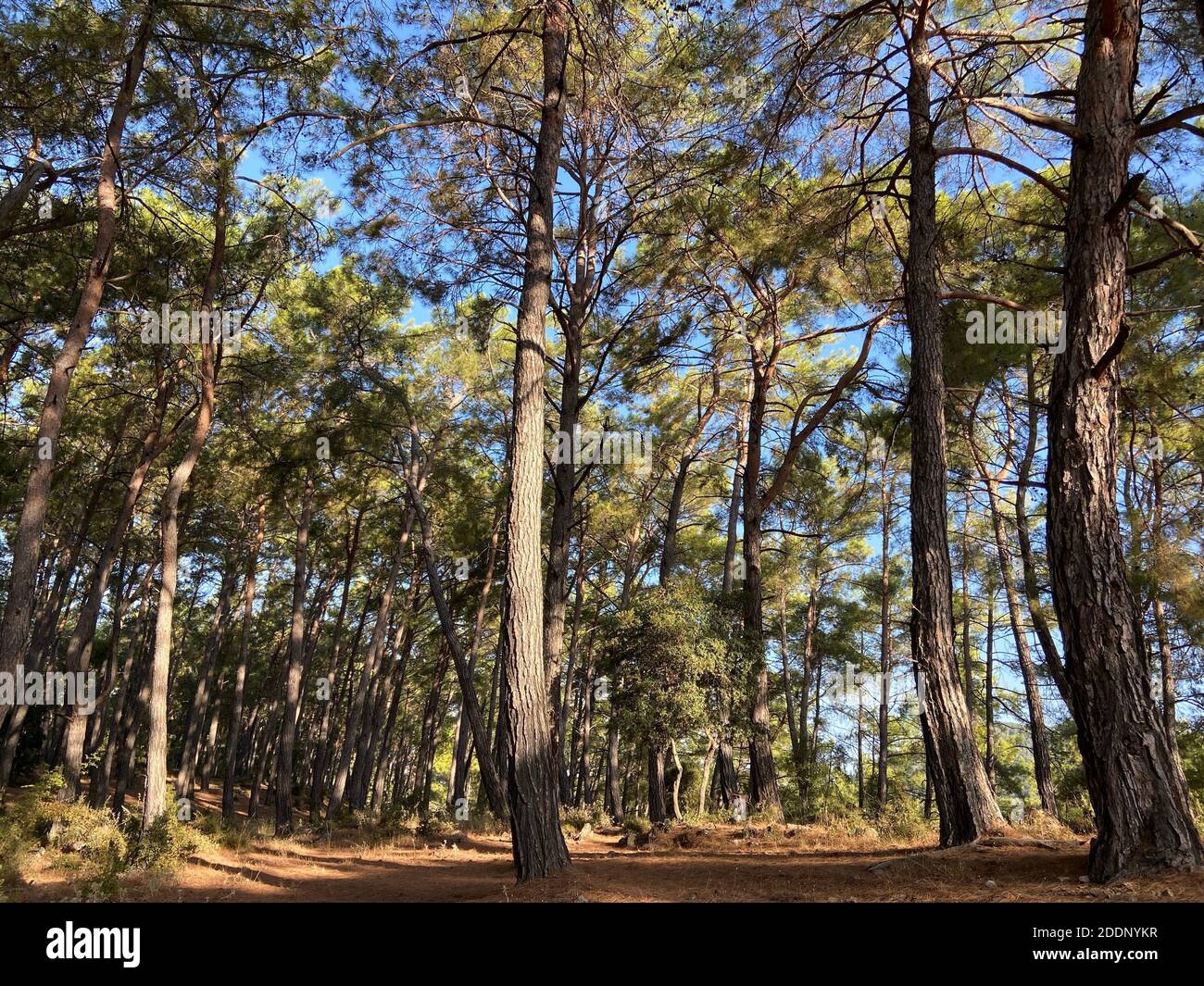 Tall fully grown healthy trees in a forest with bright green leaves and ...