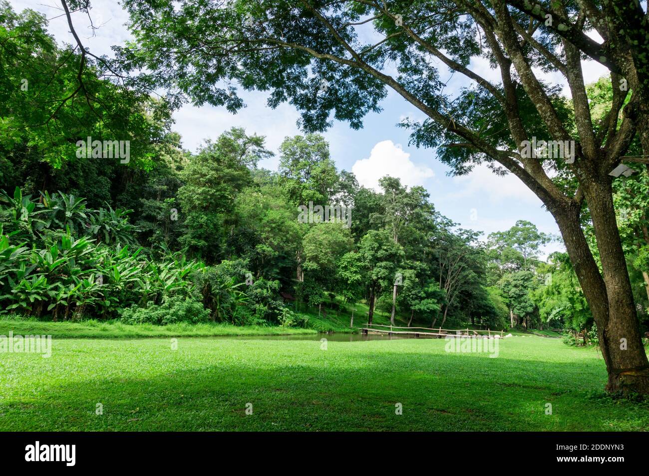 Green grass fresh air hi-res stock photography and images - Alamy