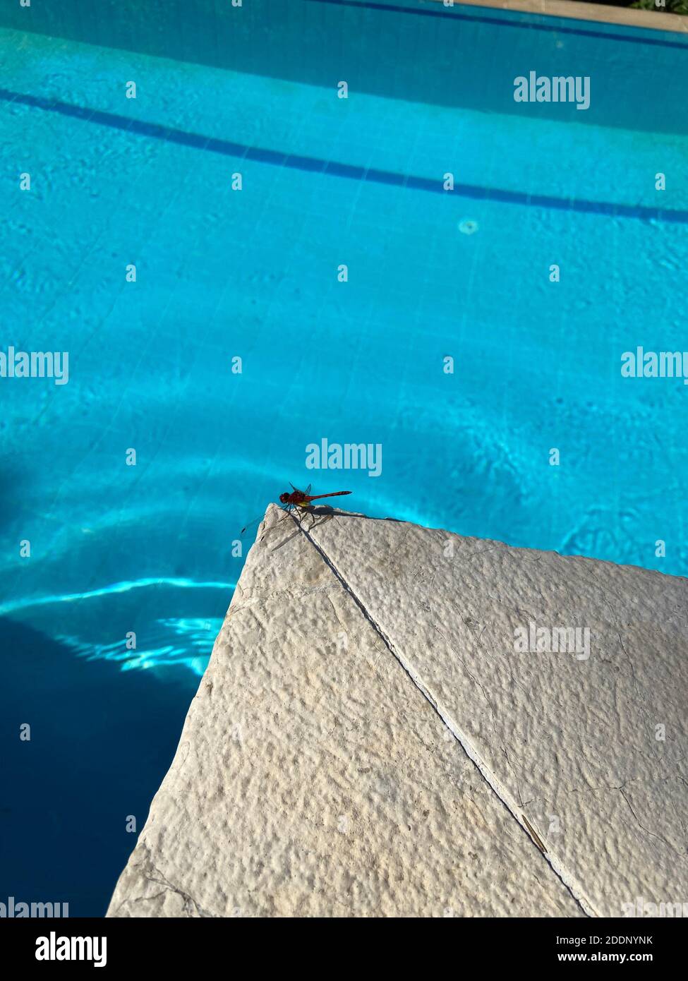 Helicopter insects hi-res stock photography and images - Alamy