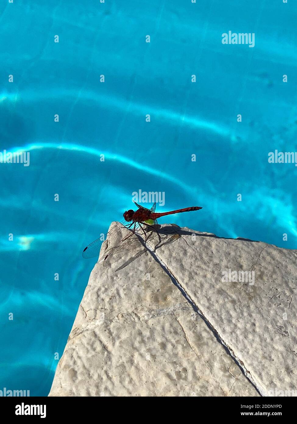 Helicopter insects hi-res stock photography and images - Alamy