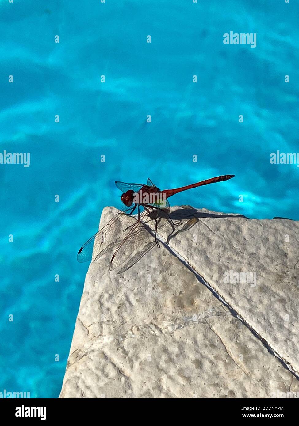 Close-up red dragonfly on the stone ground near pool. Pool side ...