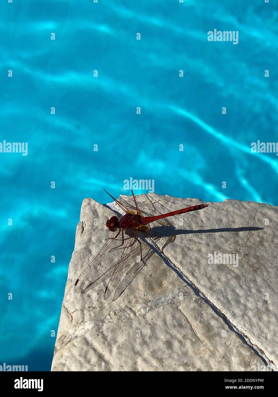 Close-up red dragonfly on the stone ground near pool. Pool side ...