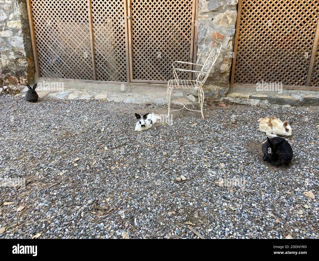 Bunnies in a garden of a country house. Black white and brown rabbits ...