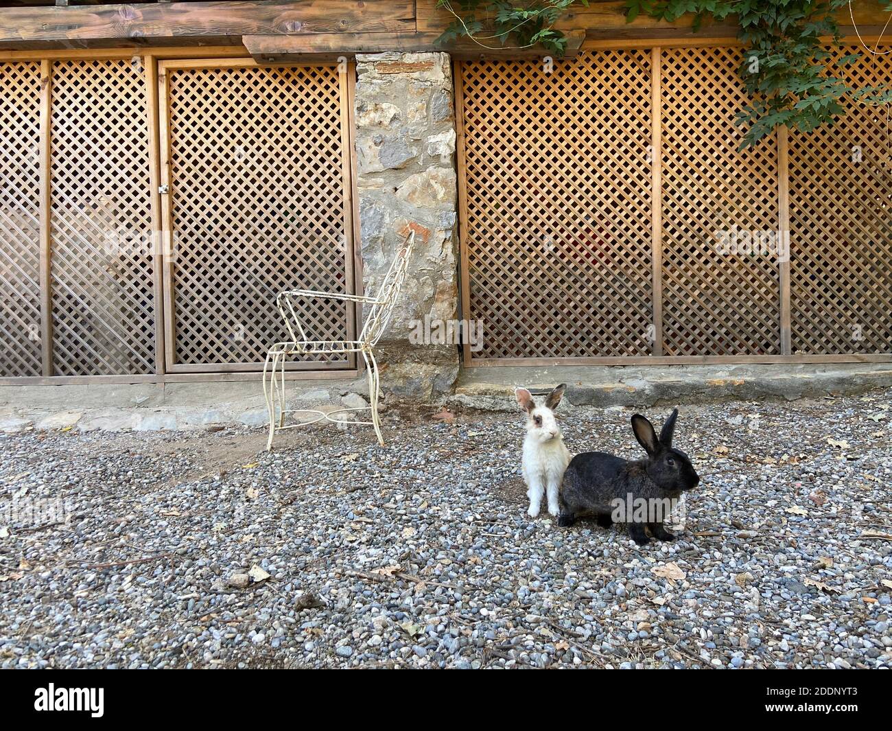 Bunnies in a garden of a country house. Black white and brown rabbits ...