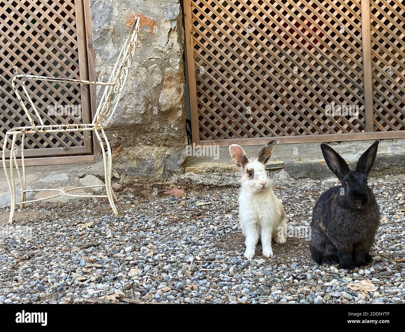 Wild rabbit garden hi-res stock photography and images - Alamy