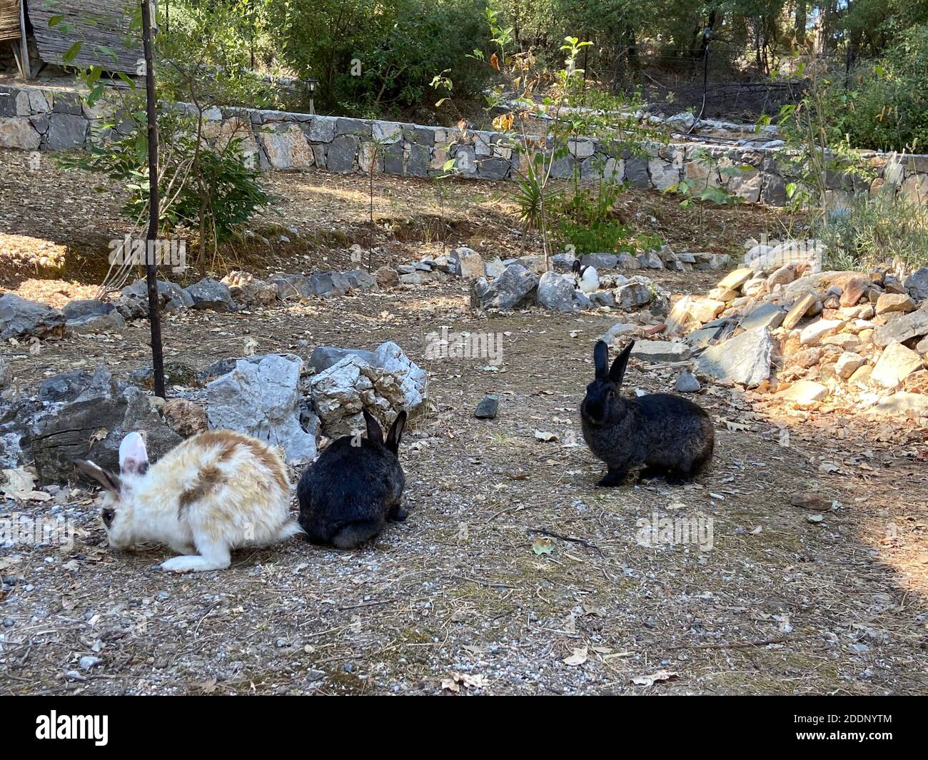 Bunnies in a garden of a country house. Black white and brown rabbits ...