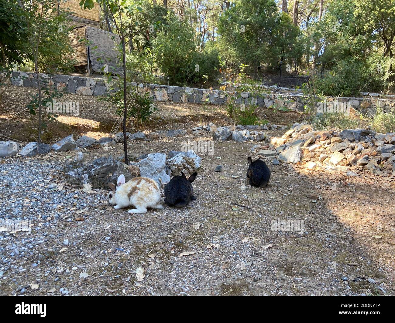 Bunnies in a garden of a country house. Black white and brown rabbits ...