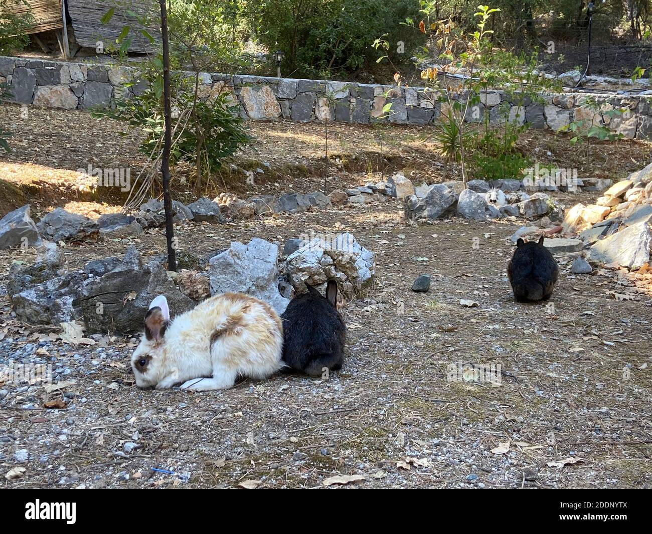 Cottontail rabbits group hi-res stock photography and images - Alamy