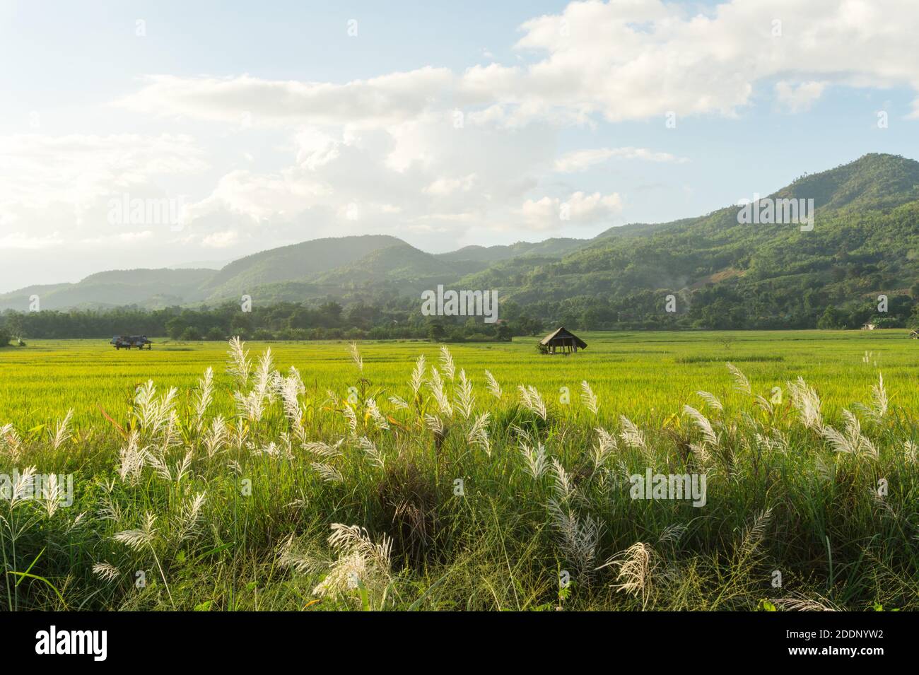 Tall rice flower hi-res stock photography and images - Alamy