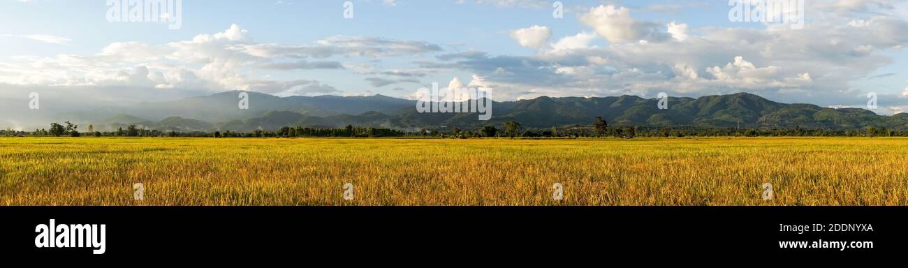 panoramic golden rice field with the blue sky, beautiful rice field ...