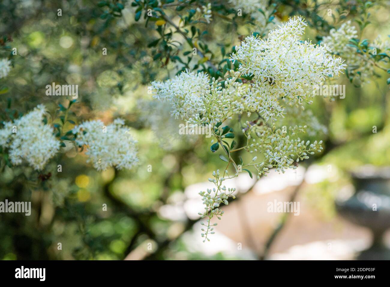 The flowers of the a shrub known as Sweet Bursaria or Bursaria spinosa ...
