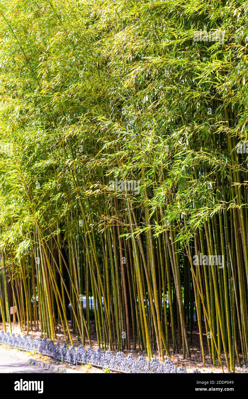 Panorama bamboo forest or bamboo grove with bushes Stock Photo - Alamy