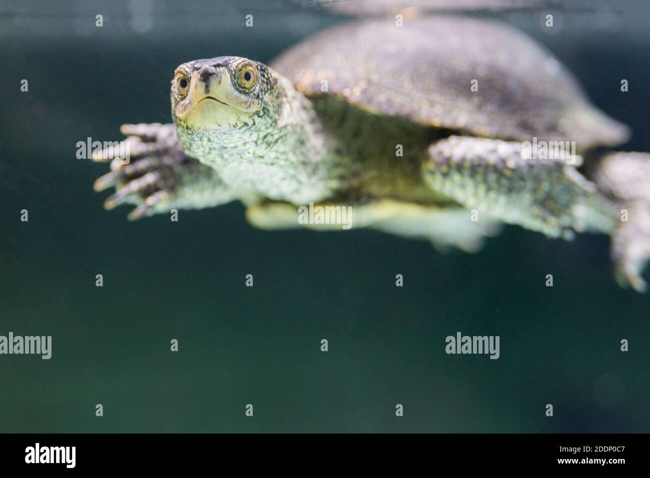 Pig-nosed turtle or Carettochelys insculpta, also known as the Fly ...
