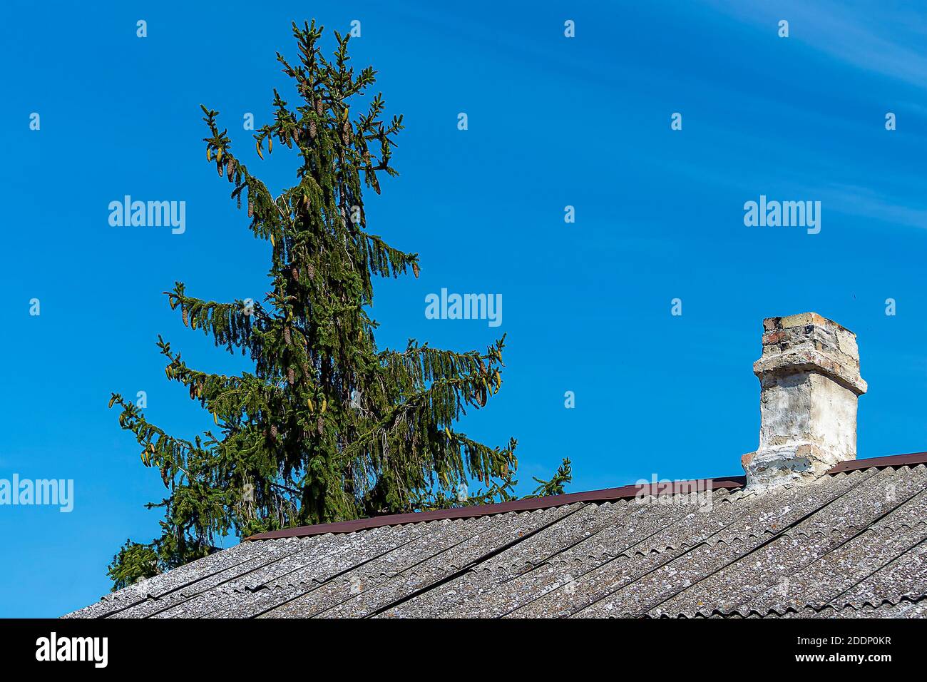 Spruce and roof of a house with a chimney Stock Photo - Alamy