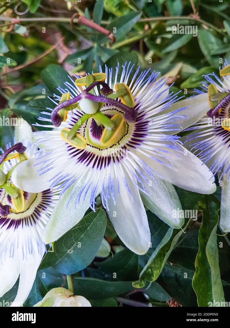 Passiflora caerulea flower in garden. Scenic garden design Stock Photo ...