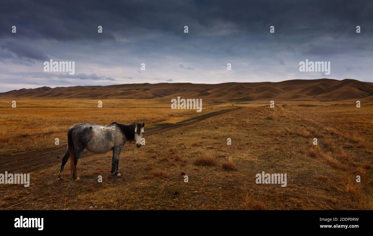A lone horse stands on a vast steppe under a dramatic cloudy sky ...