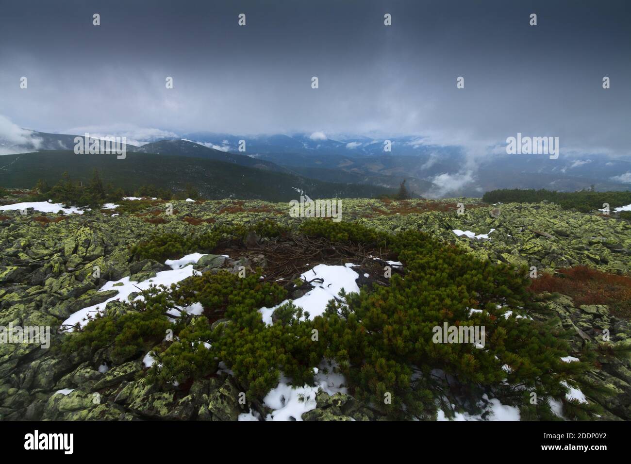 Ukrainian greenery hi-res stock photography and images - Alamy