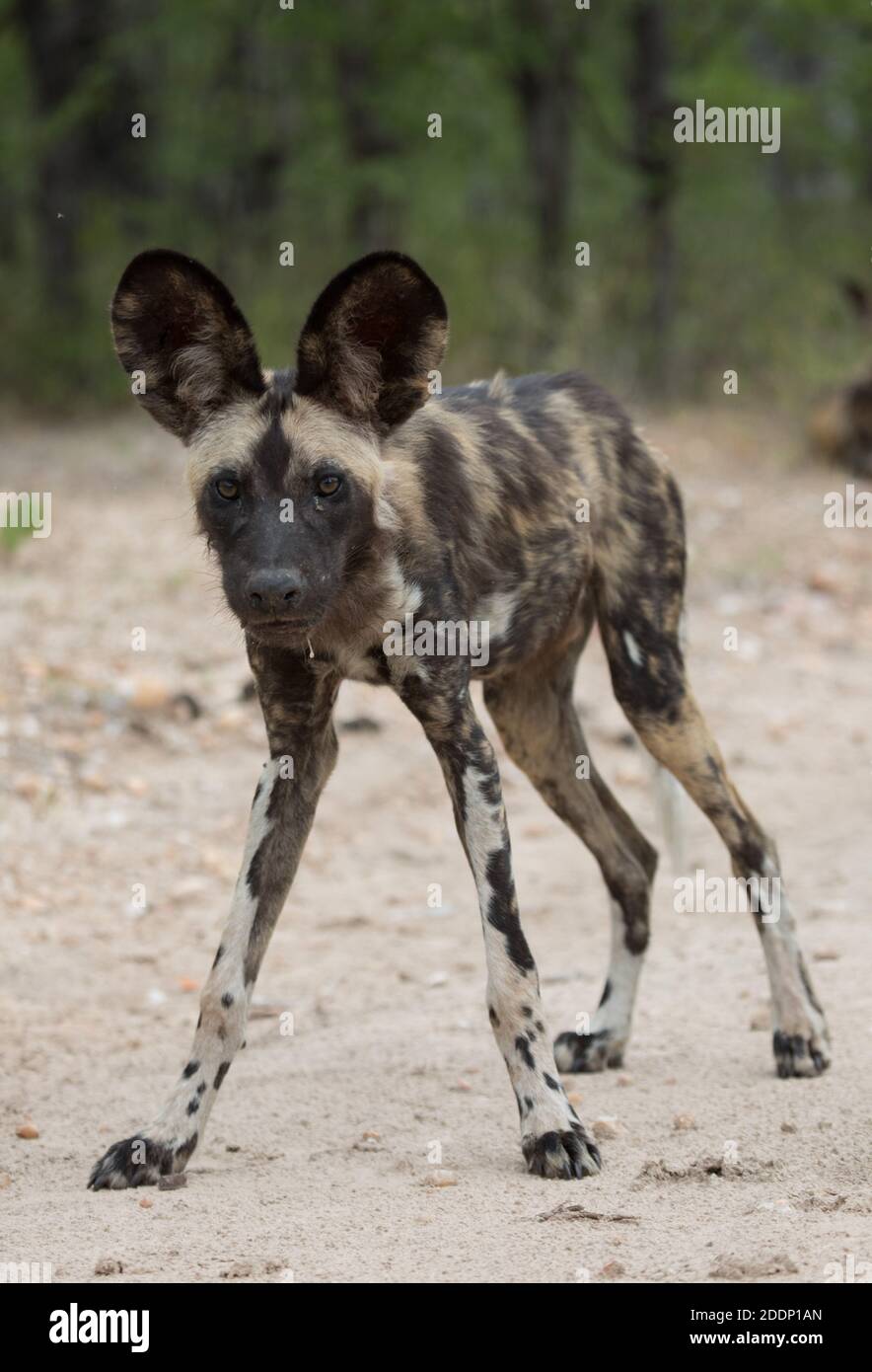 Are There African Wild Dogs In Algeria