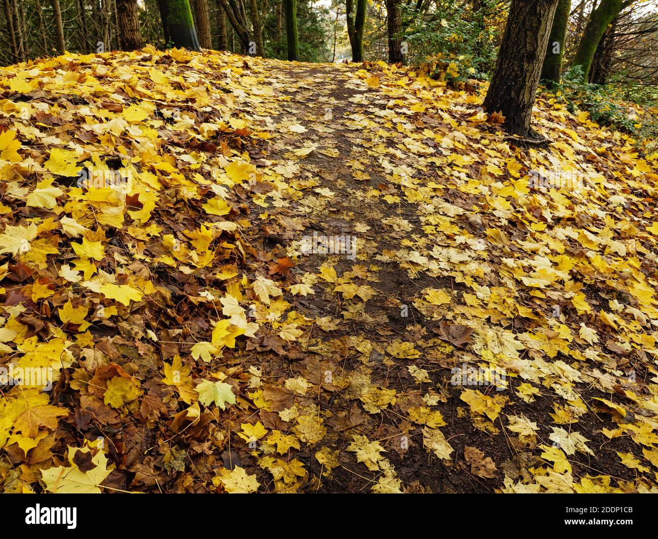 Bigleaf maple british columbia hi-res stock photography and images - Alamy
