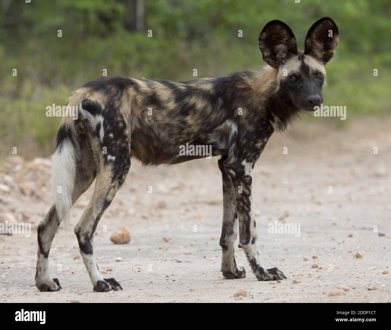 Zimbabwe african wild dog hi-res stock photography and images - Alamy