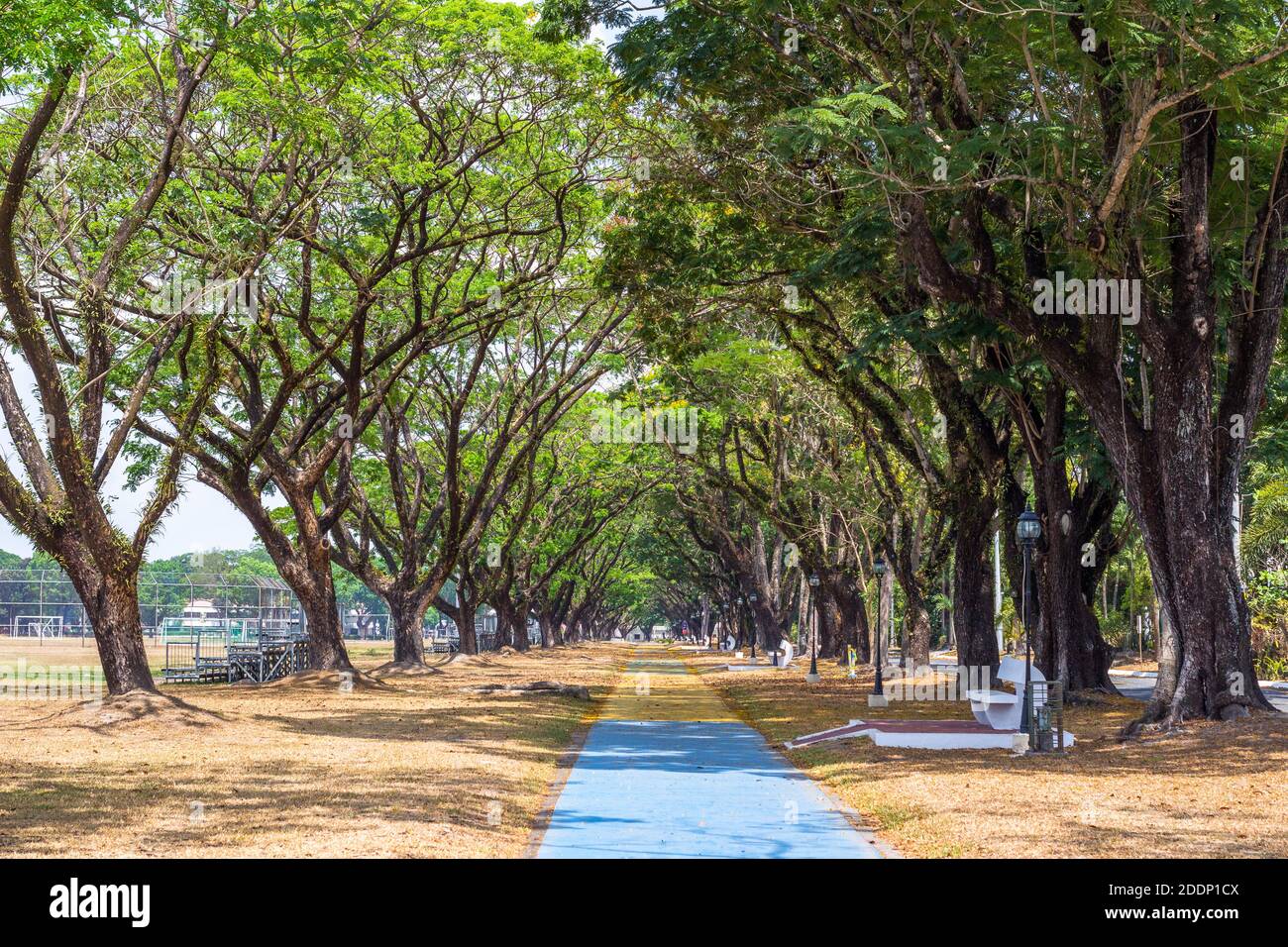 Tree tunnel at the former Clark Airfield in Pampanga, Philippines Stock ...