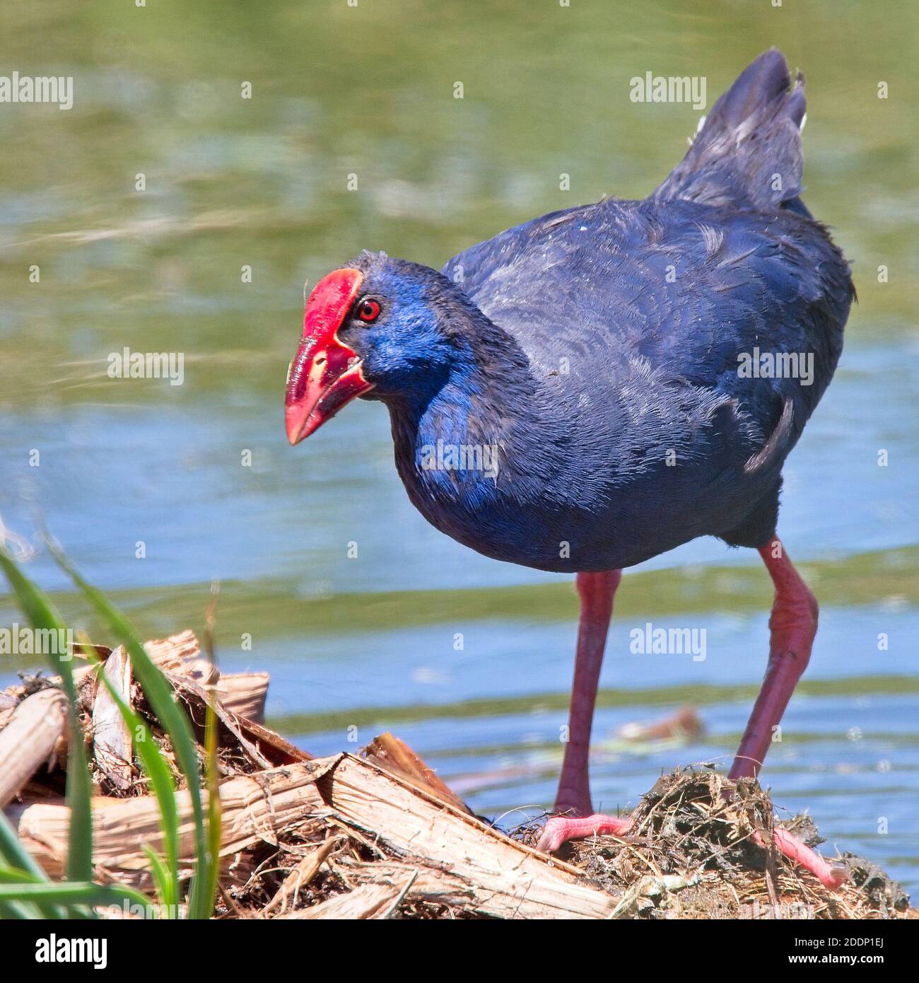 Western Swamphen Porphyrio Porphyrio Adult Ria Formosa Natural Park