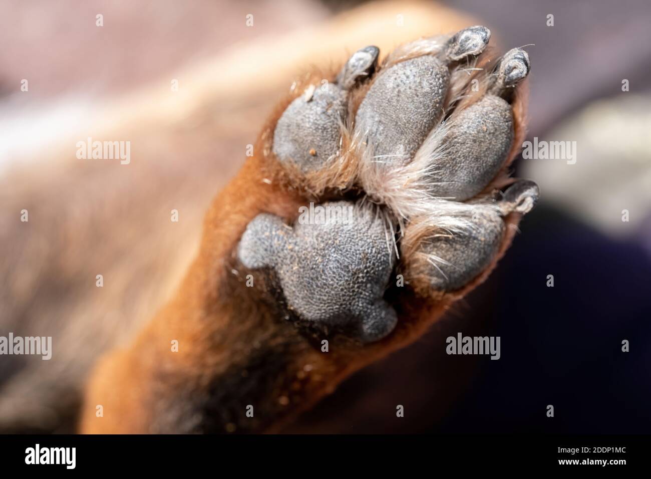 A close up look at the underside of the back dirty dog paw pad, during ...