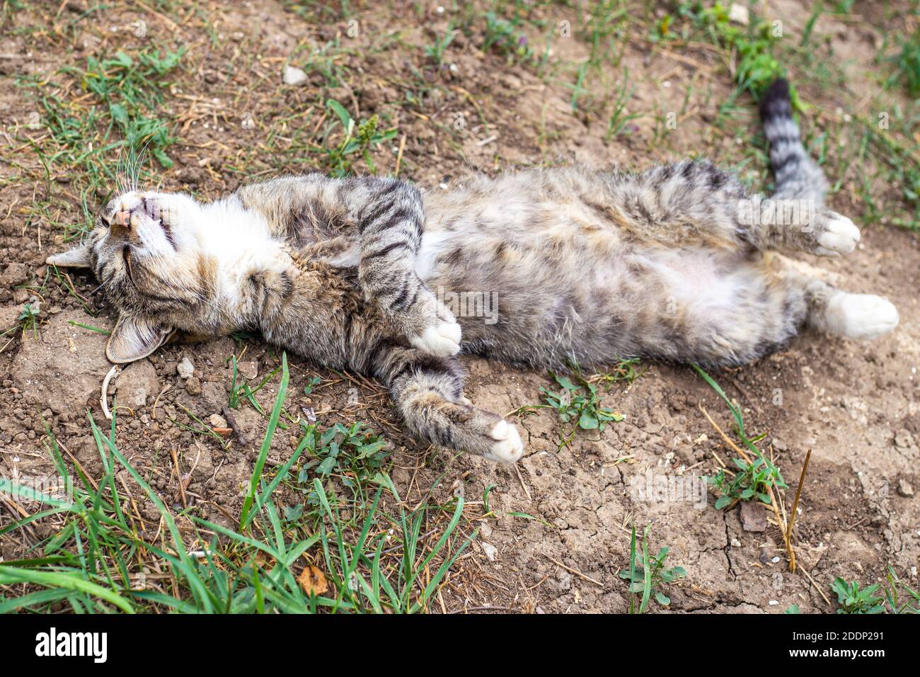 Cat raised paws hi-res stock photography and images - Alamy