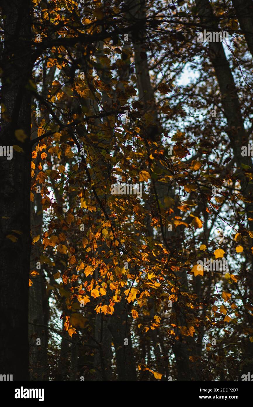Yellow sunset landscape brightening yellow leaves on an autumnal forest ...