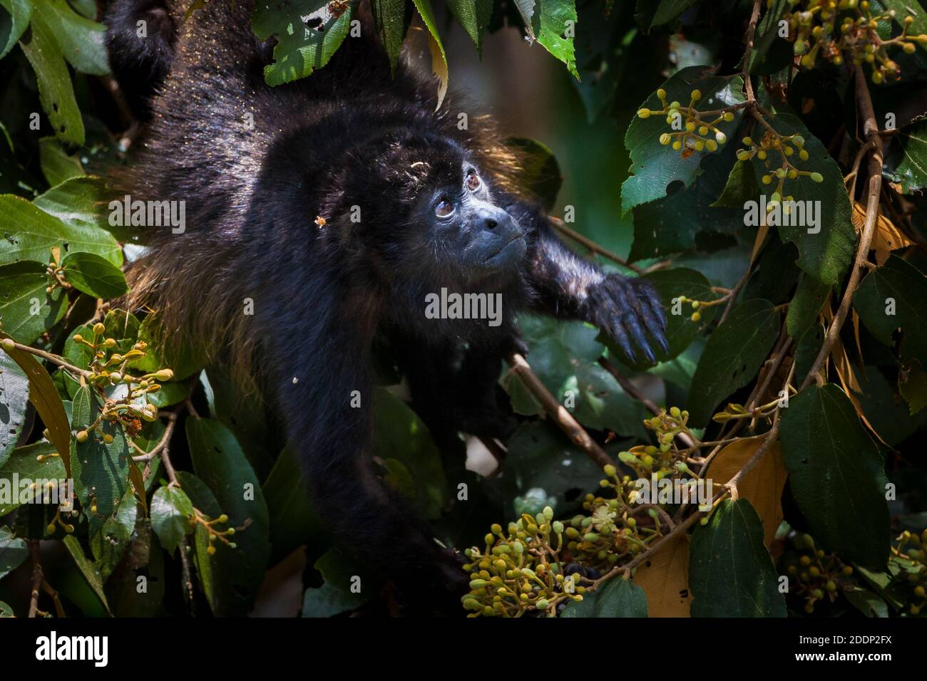 Panama wildlife with a Mantled Howler Monkey, Alouatta palliata, inside ...