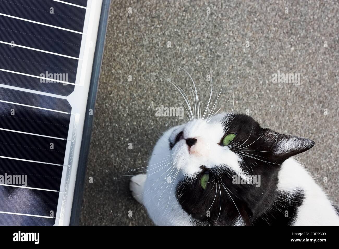 Solar System With Cats