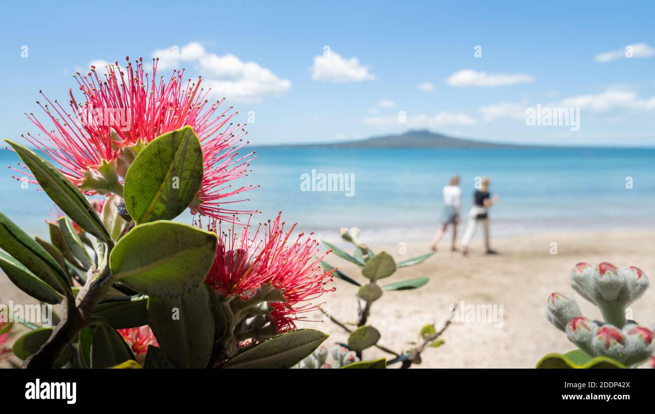 The Pohutukawa tree which is also called the New Zealand Christmas tree ...