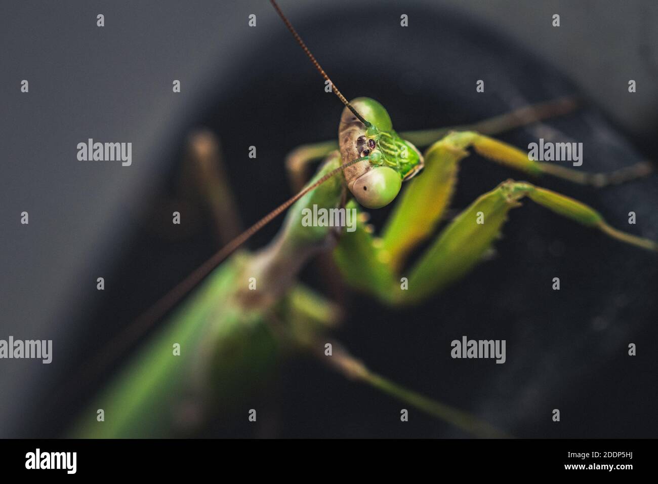 a image of a wild praying mantis resting on a car Stock Photo - Alamy