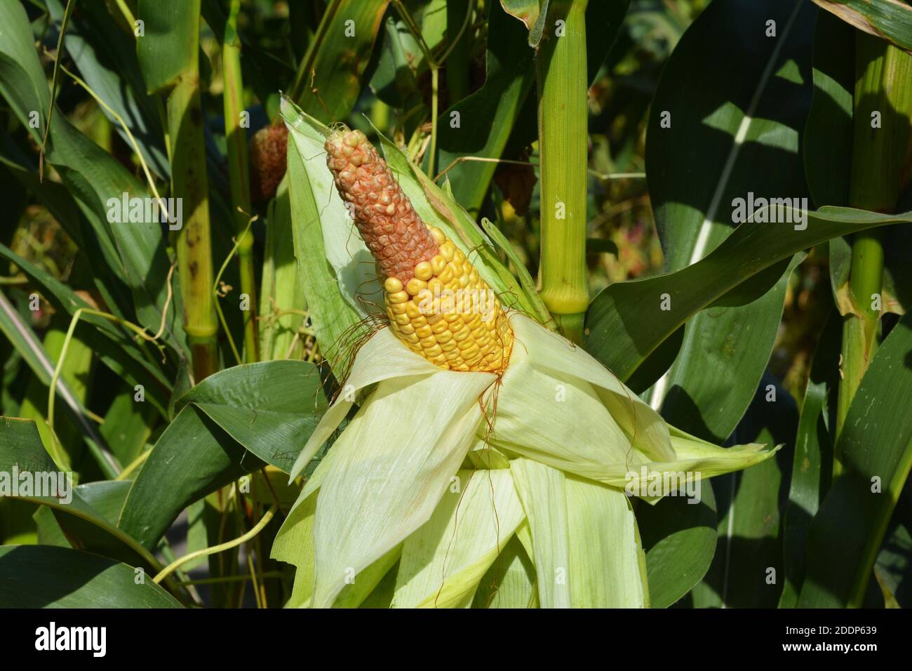 Maize pollination hi-res stock photography and images - Alamy