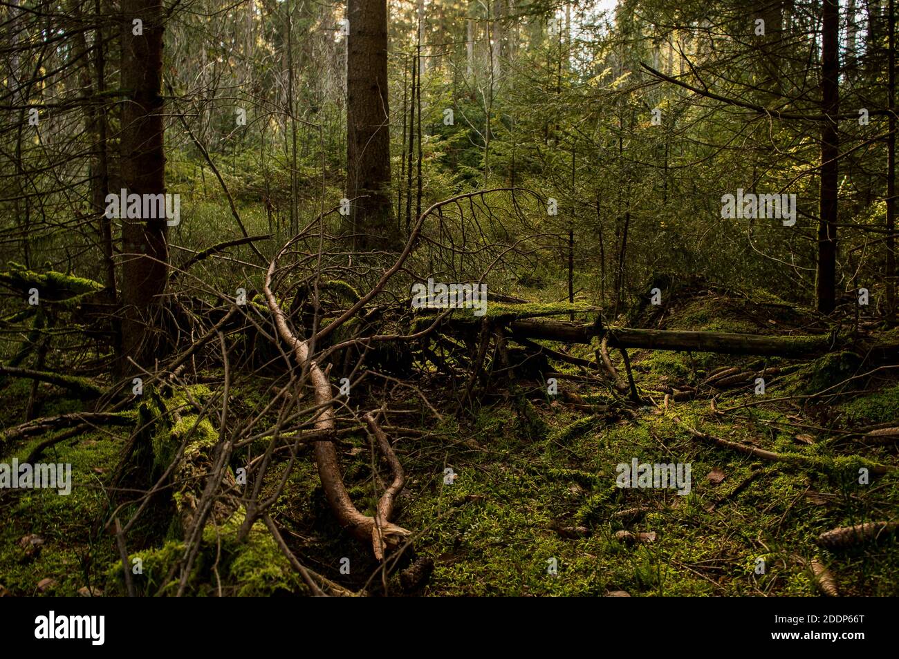 wooden landscape in german forest in autumn Stock Photo - Alamy