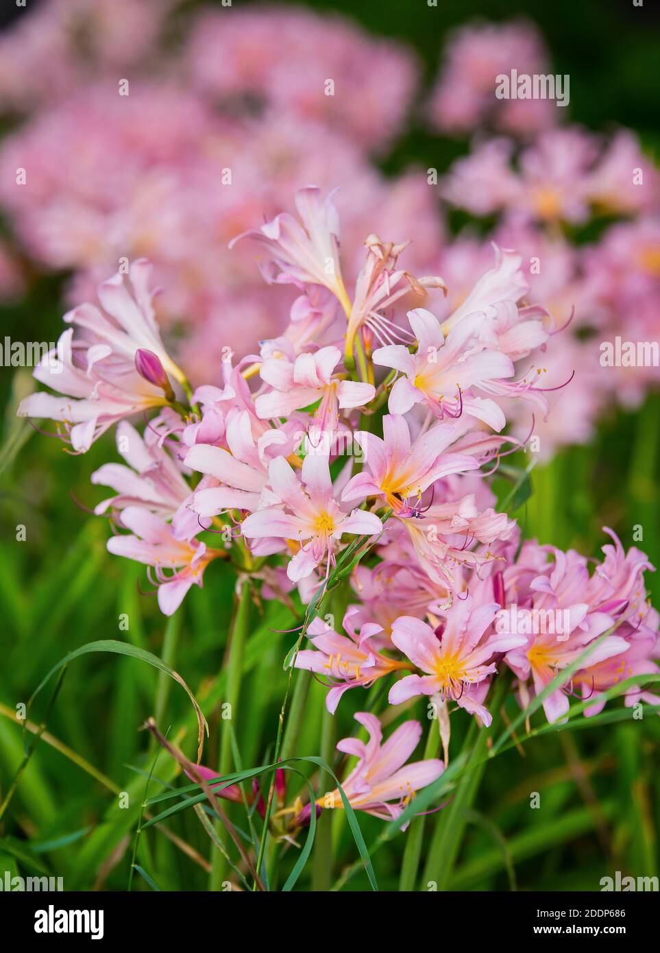 Garden layout hi-res stock photography and images - Alamy