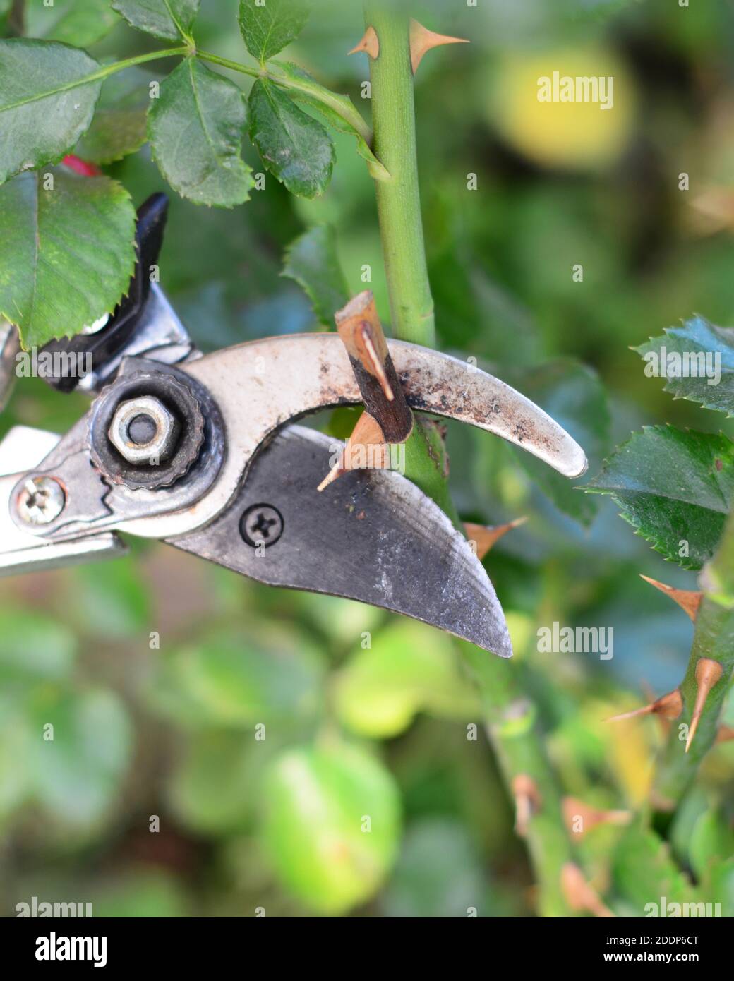 A careful gardener is cutting off, removing a diseased cane, dry stem ...