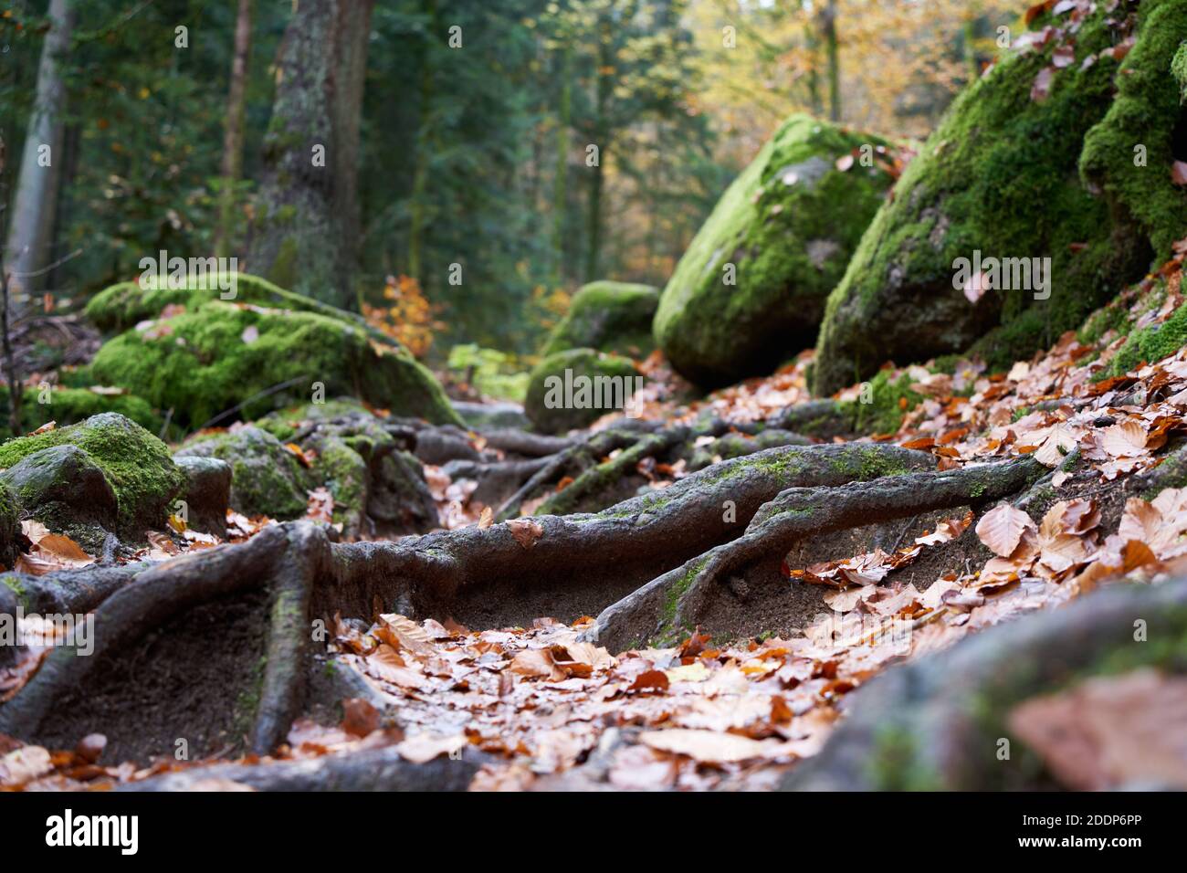 A closeup shot of tree roots and rocks covered with moss in the Black ...