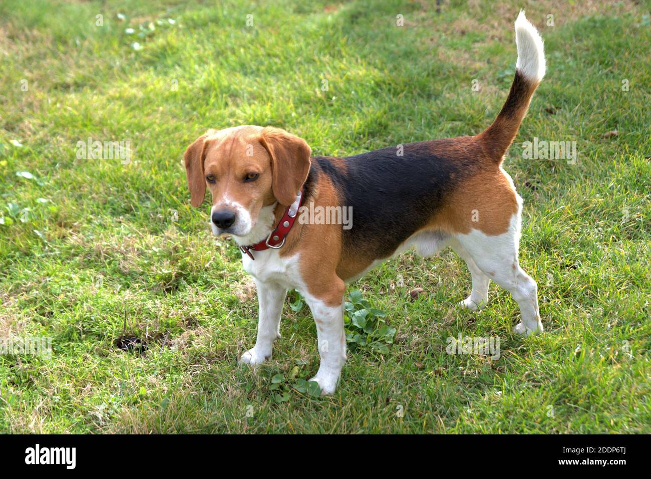 A beagle dog with a red collar in the park Stock Photo - Alamy