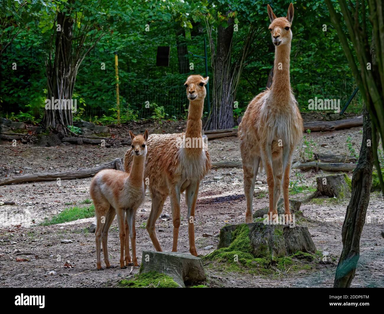 A view of three vicunas standing on the zoo Stock Photo - Alamy
