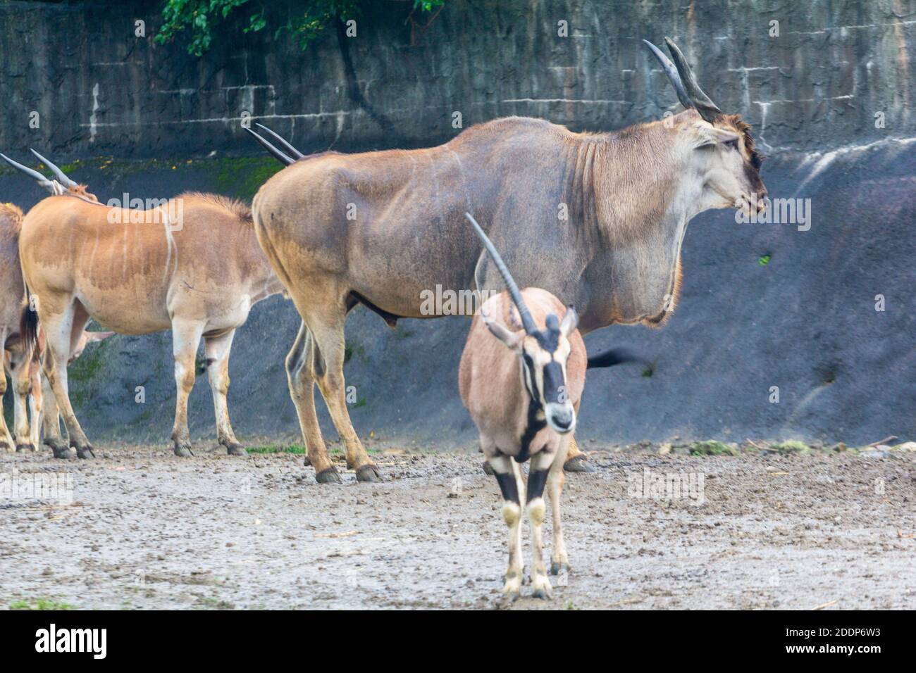 Horned antelopes inside an enclosure of the Taipei Zoo in Taiwan Stock ...