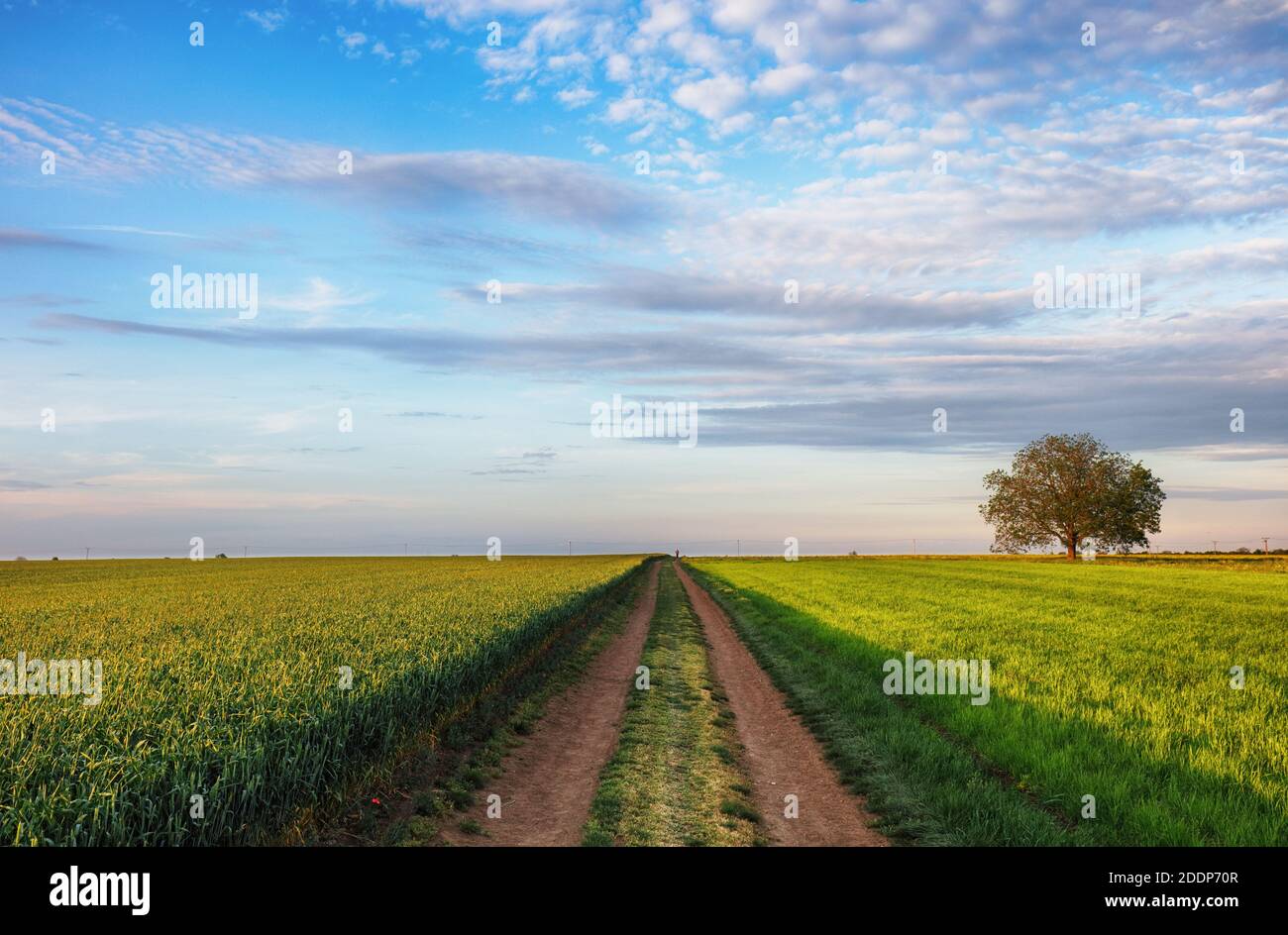 Green field with alone tree Stock Photo - Alamy